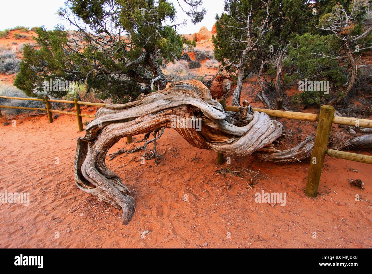 Old desert tree Stock Photo - Alamy