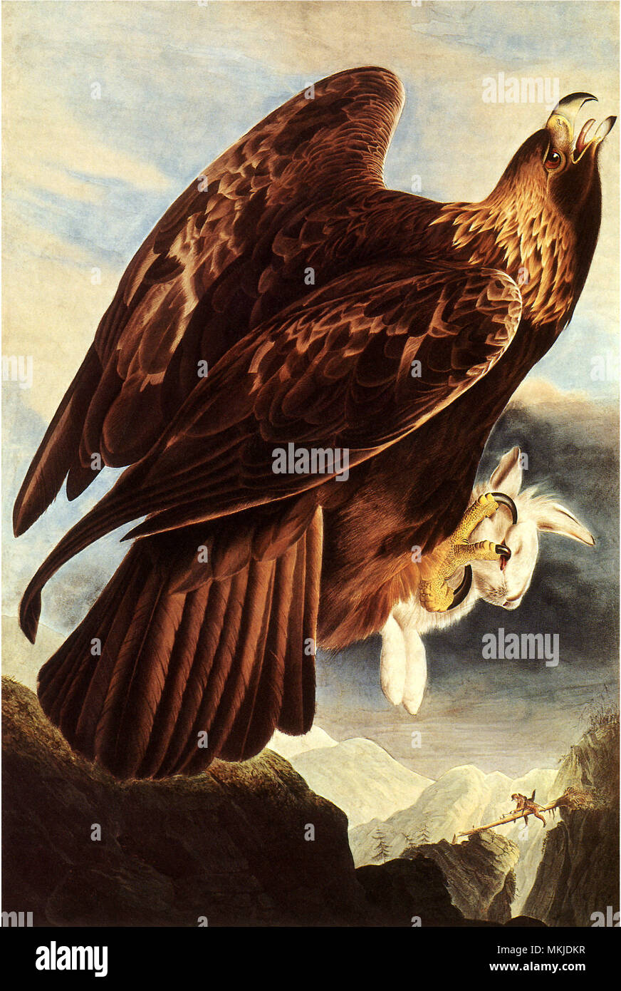 Eagle and rabbit hi-res stock photography and images - Alamy
