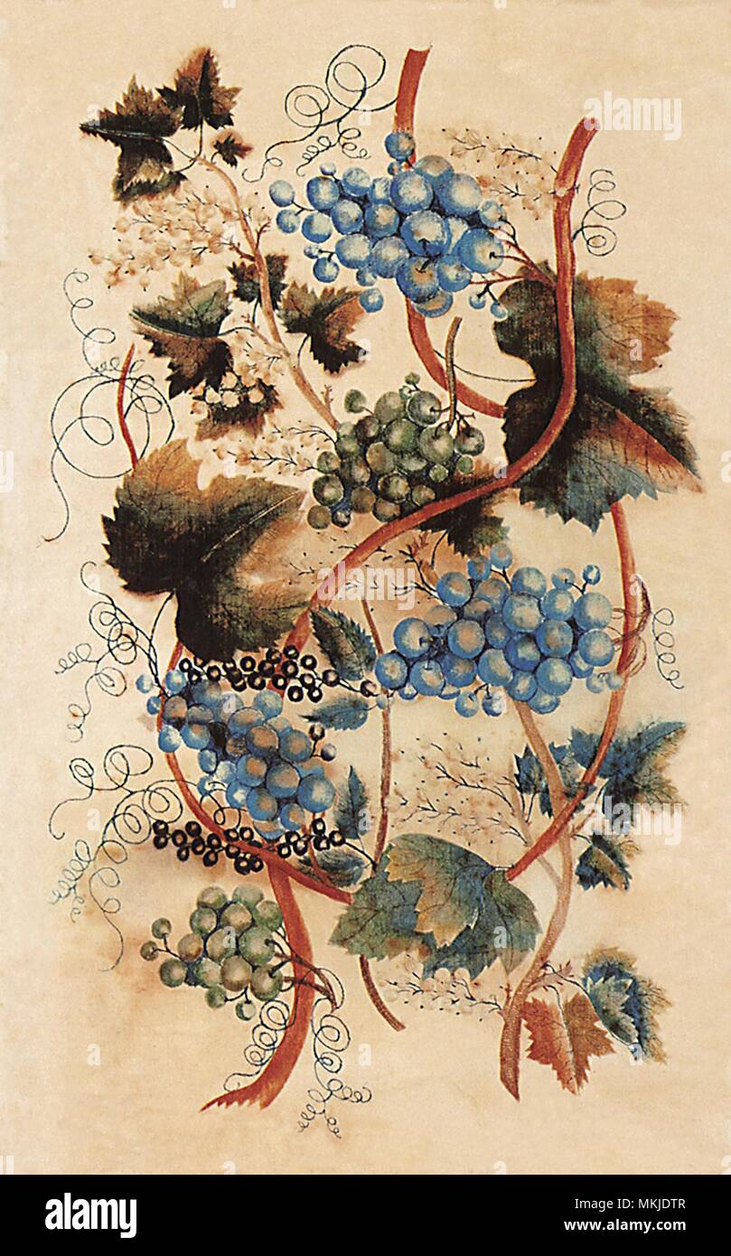 Grapevine science hi-res stock photography and images - Alamy