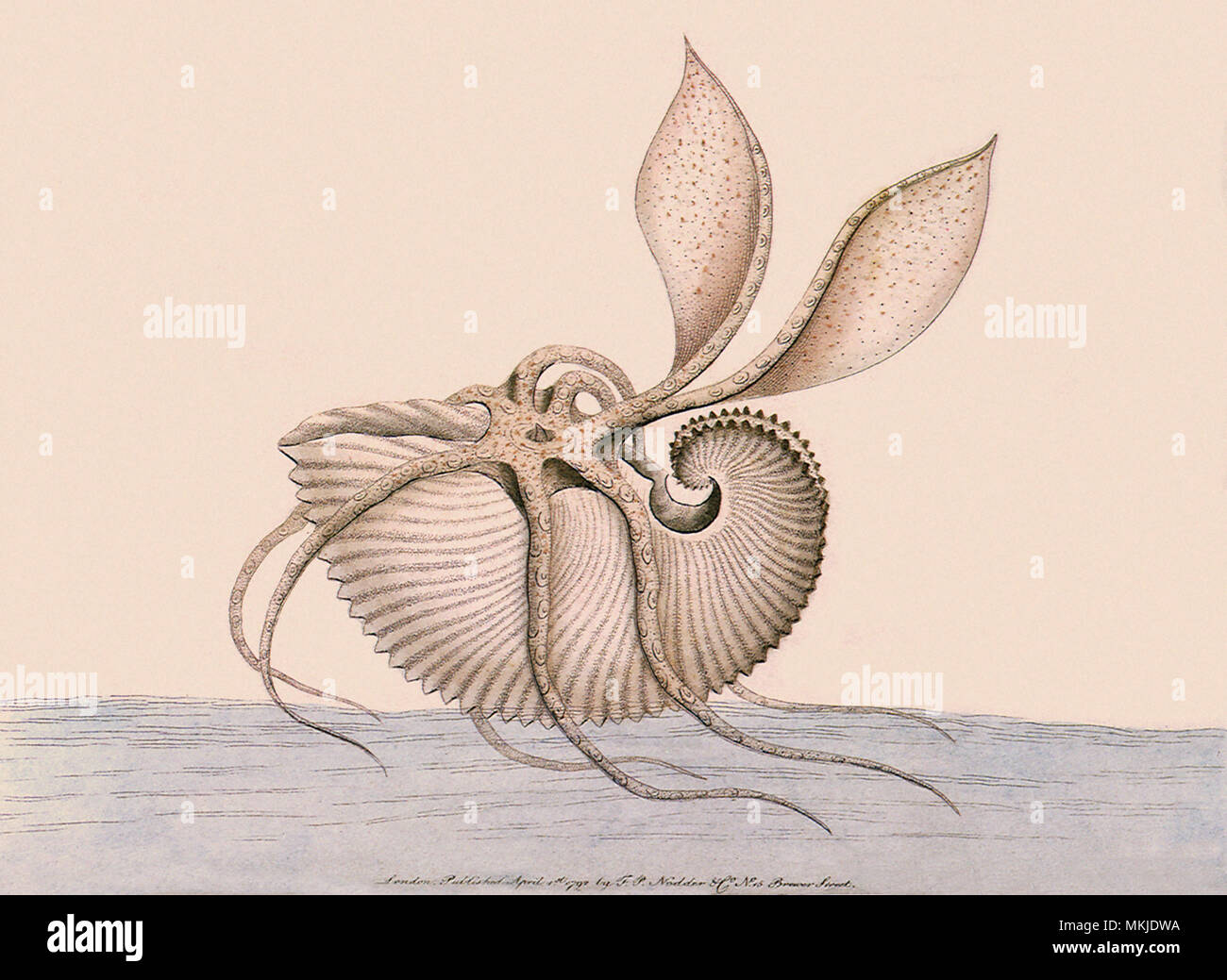 Sawdust or paper hi-res stock photography and images - Alamy