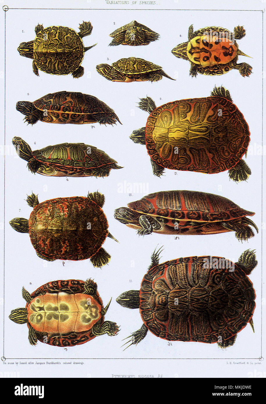 Decorated turtles hi-res stock photography and images - Alamy
