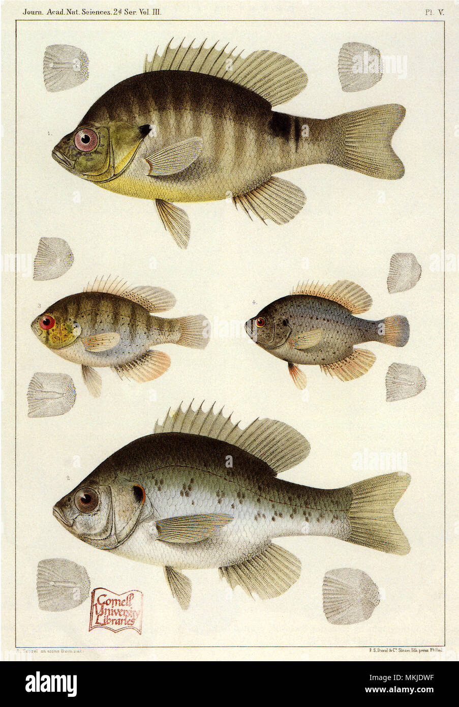 Fish with spiked fins hi-res stock photography and images - Alamy