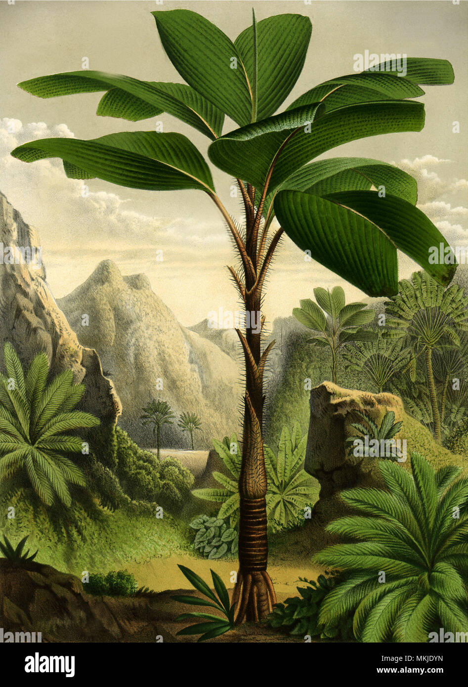 Cycads tree hi-res stock photography and images - Alamy