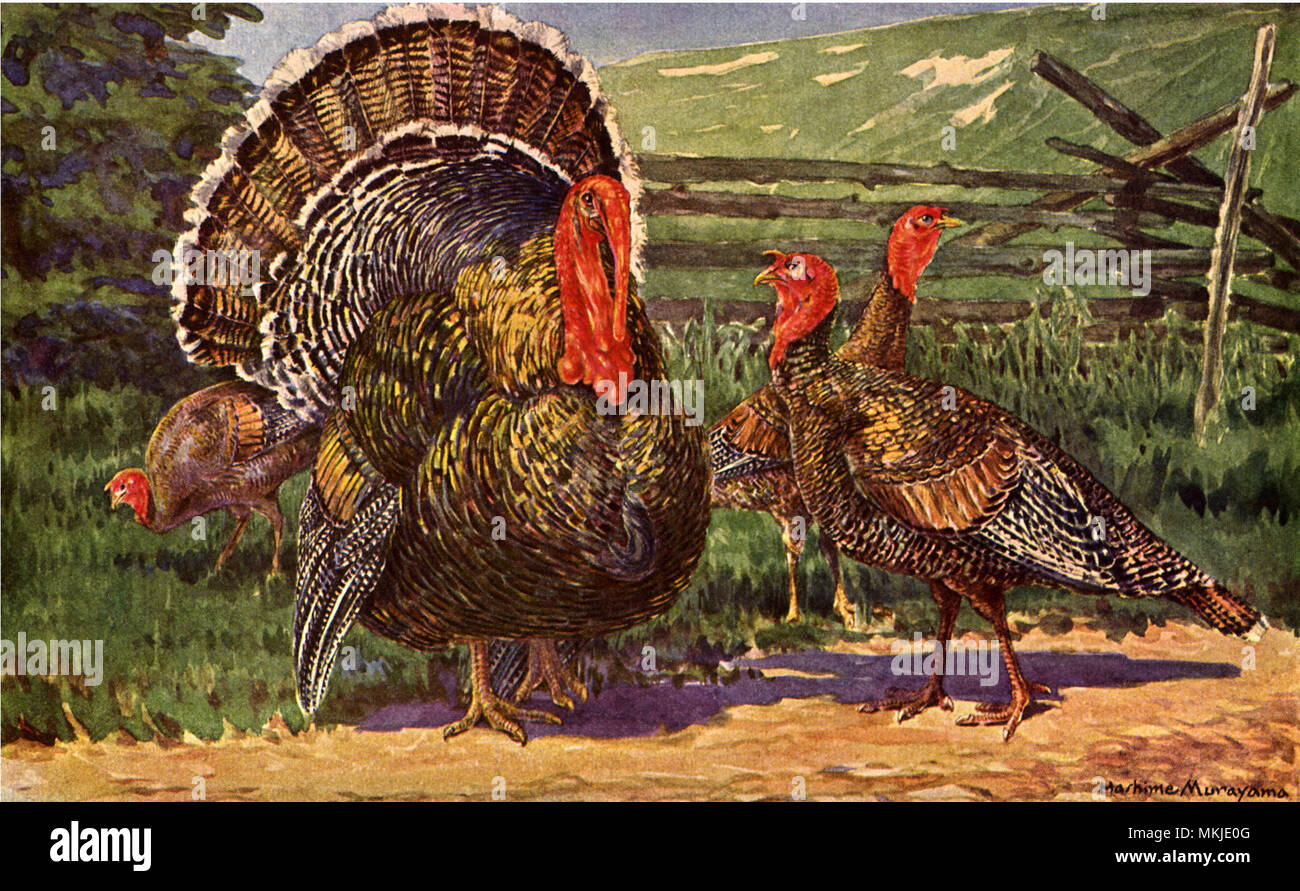 Feathered turkey hi-res stock photography and images - Alamy