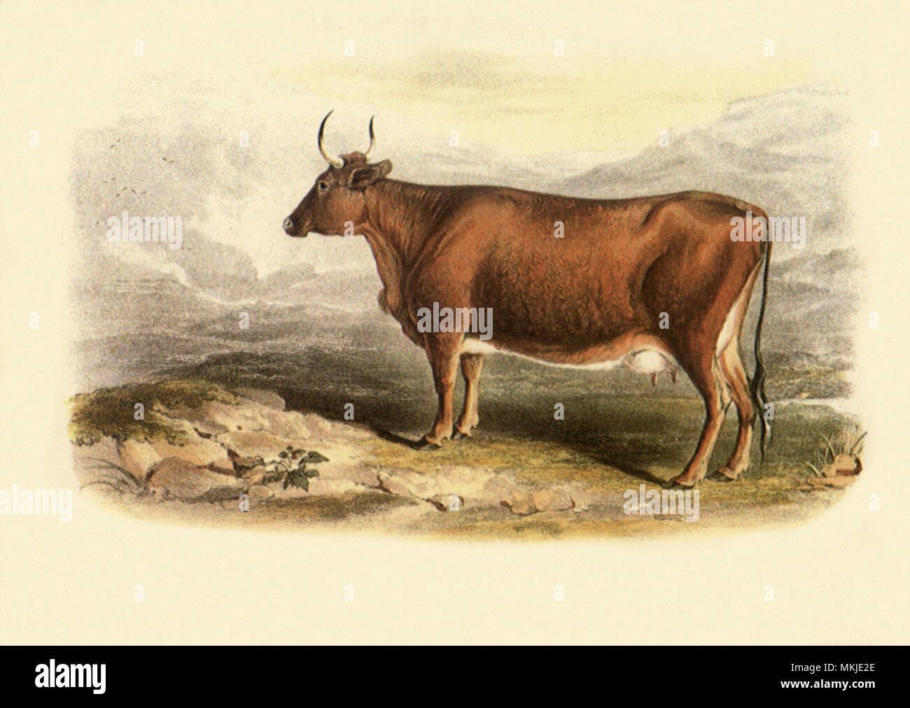 Kerry cow cattle breed hi-res stock photography and images - Alamy