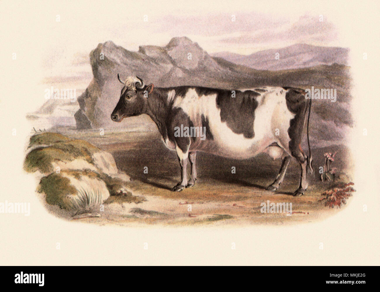 Zetland hi-res stock photography and images - Alamy