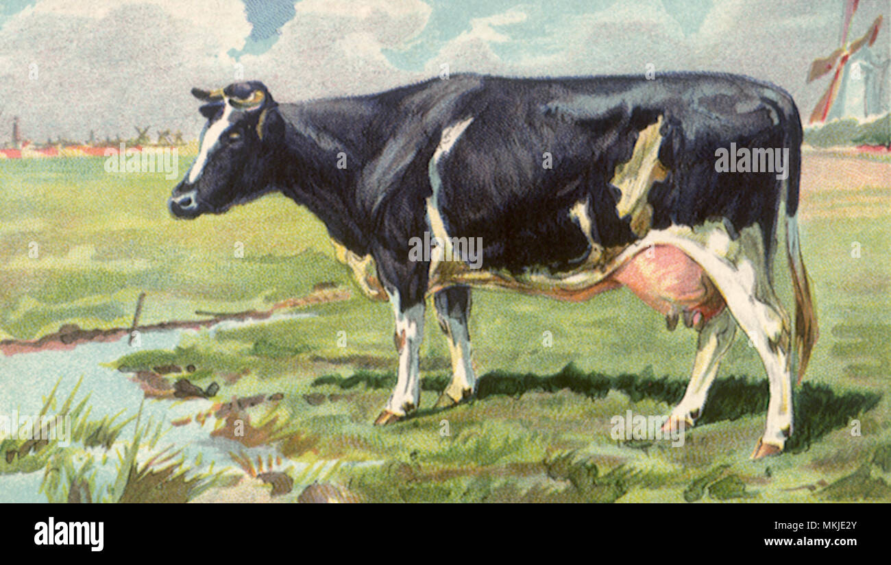 Cow by Stream Stock Photo - Alamy