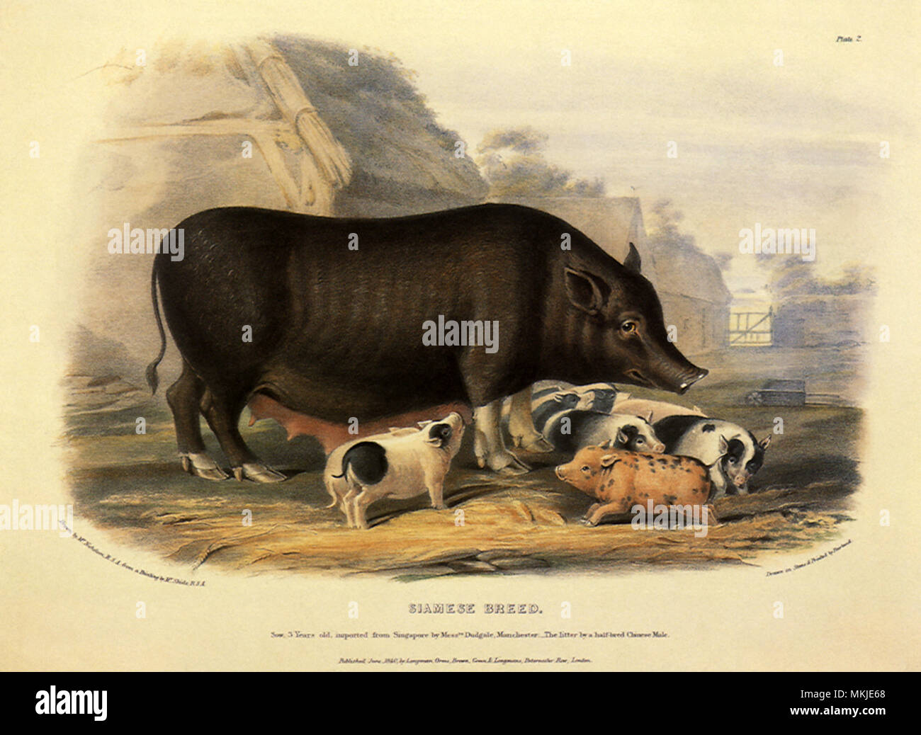 Siamese pig hi-res stock photography and images - Alamy