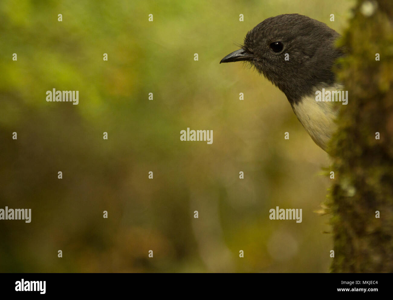 Robin in Milford Sound Stock Photo - Alamy