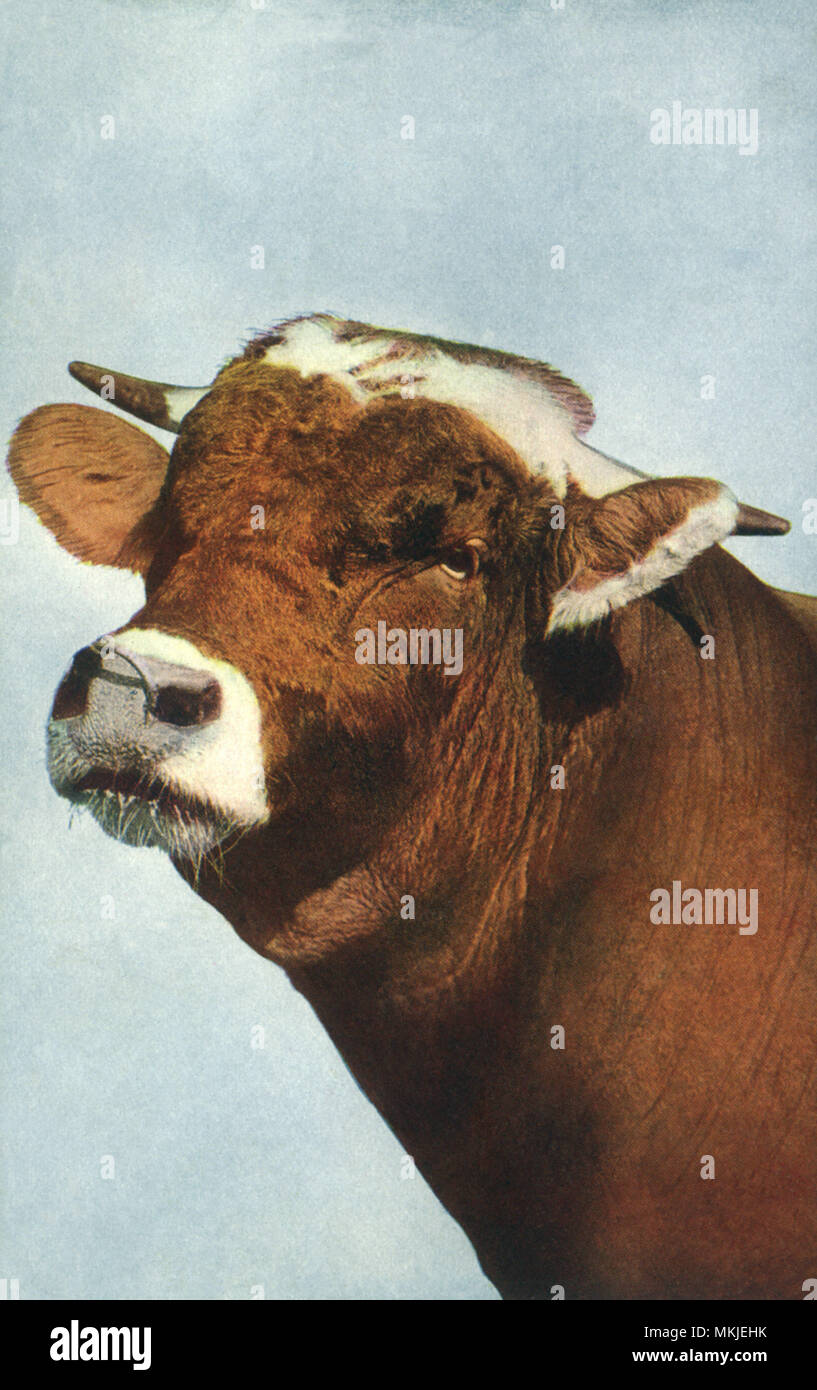 Bull with Nosering Stock Photo - Alamy