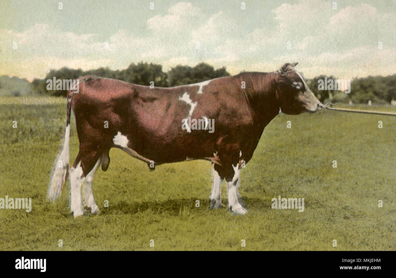 Bull Facing Right Stock Photo - Alamy