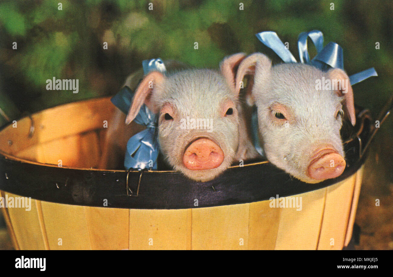 Piglets in Basket Stock Photo - Alamy