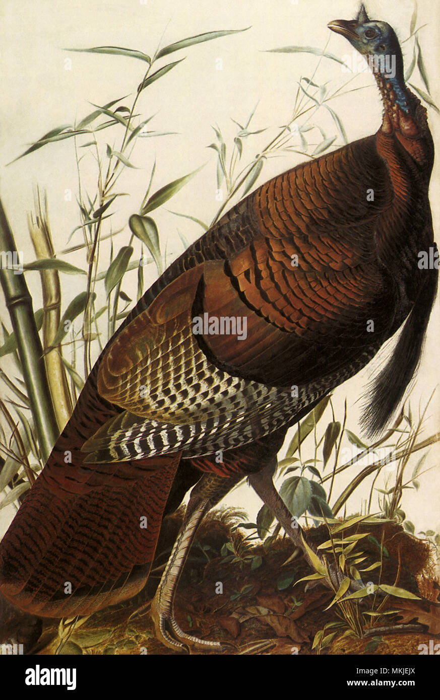 Feathered turkey hi-res stock photography and images - Alamy