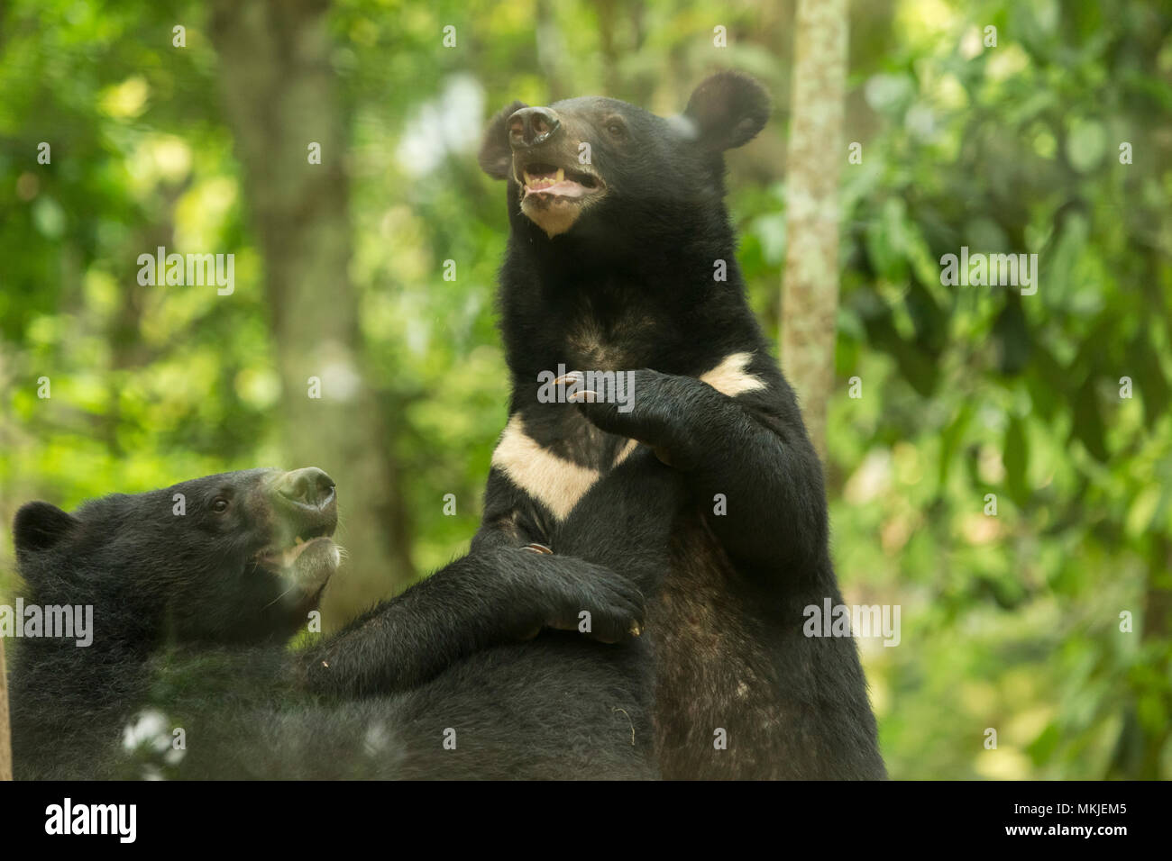 Moon white-chested Asian black bear Asia endangered rare animal iconic ...