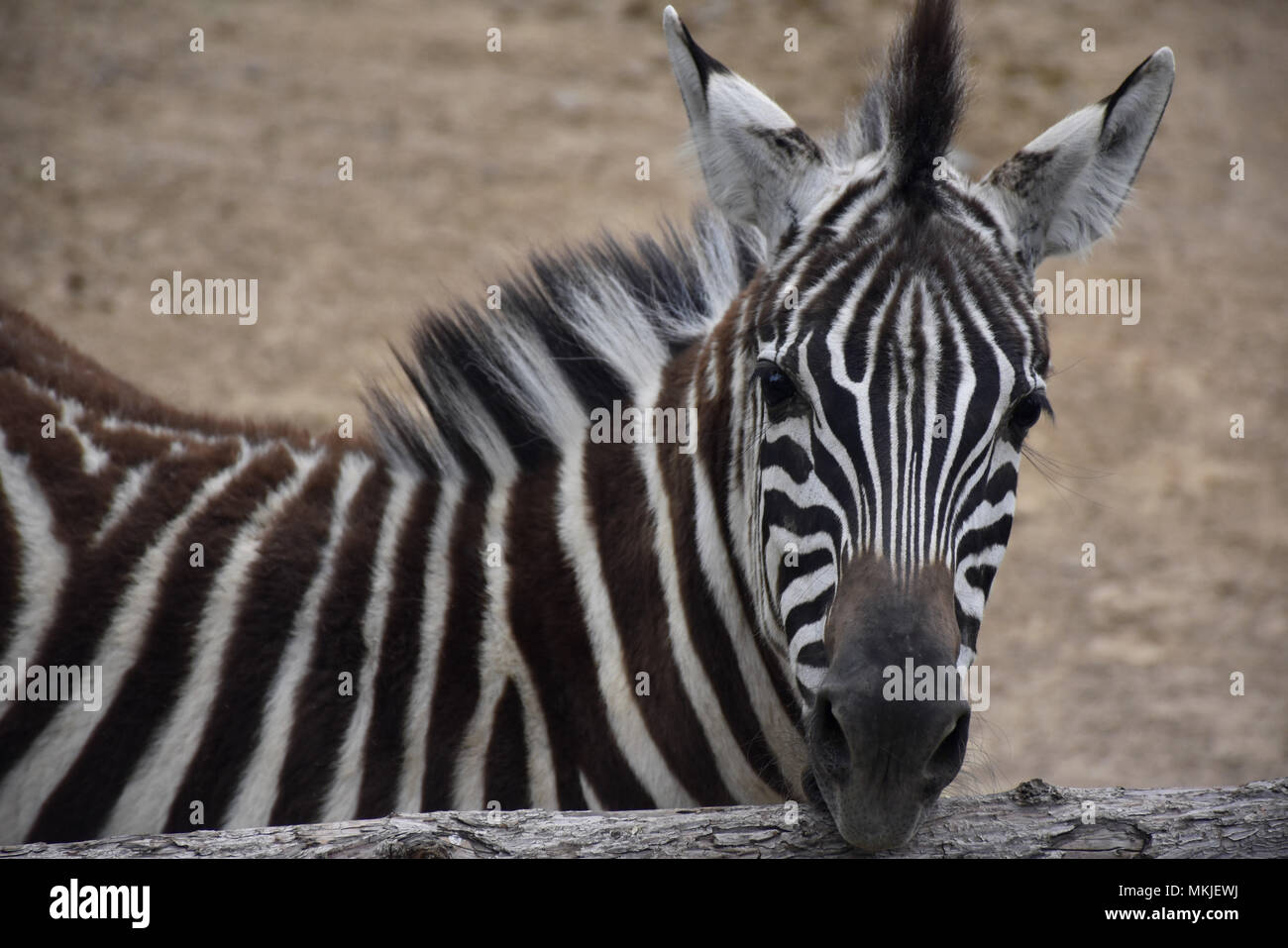 Beijing, Beijing, China. 8th May, 2018. Beijing, CHINA-7th May 2018 ...