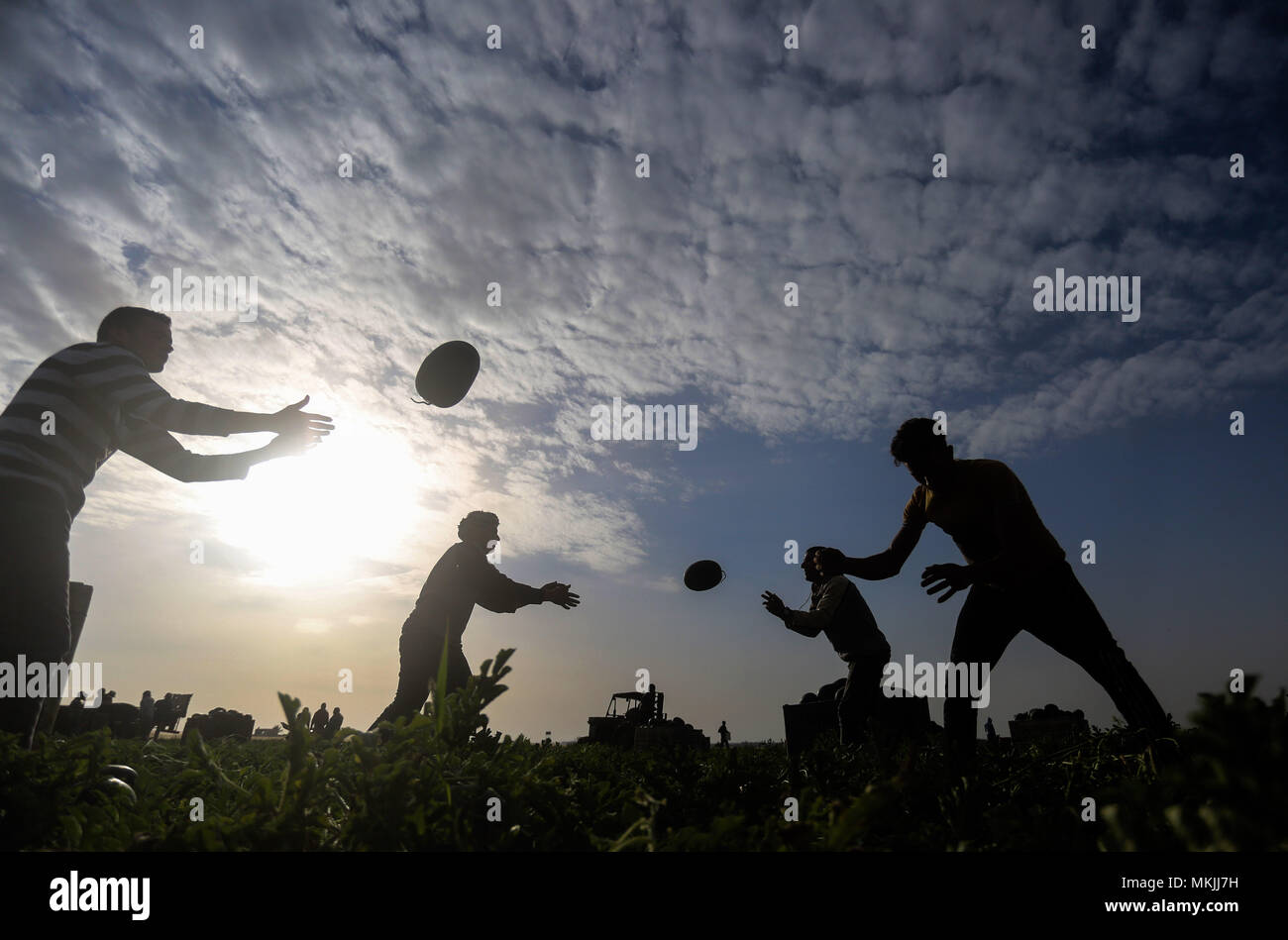 Gaza. 8th May, 2018. Farmers collect watermelon from their fields in ...