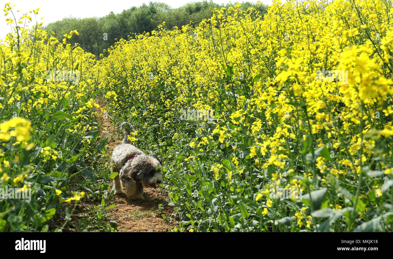 Cockapoo in yellow field hi-res stock photography and images - Alamy