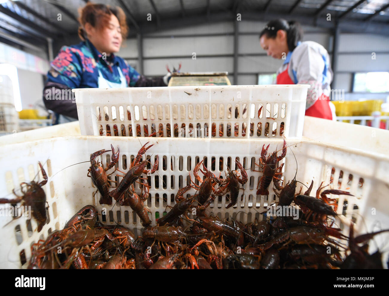 Crayfish crates hi-res stock photography and images - Alamy