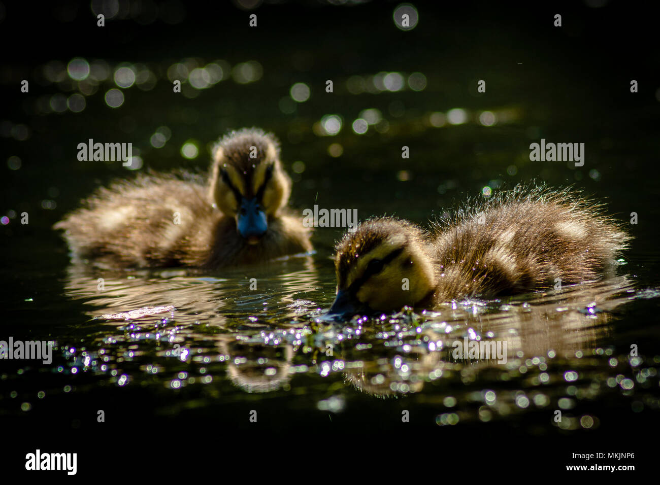 Melton Mowbray May 8th 2018: Young Ducklings just hours old basking in ...
