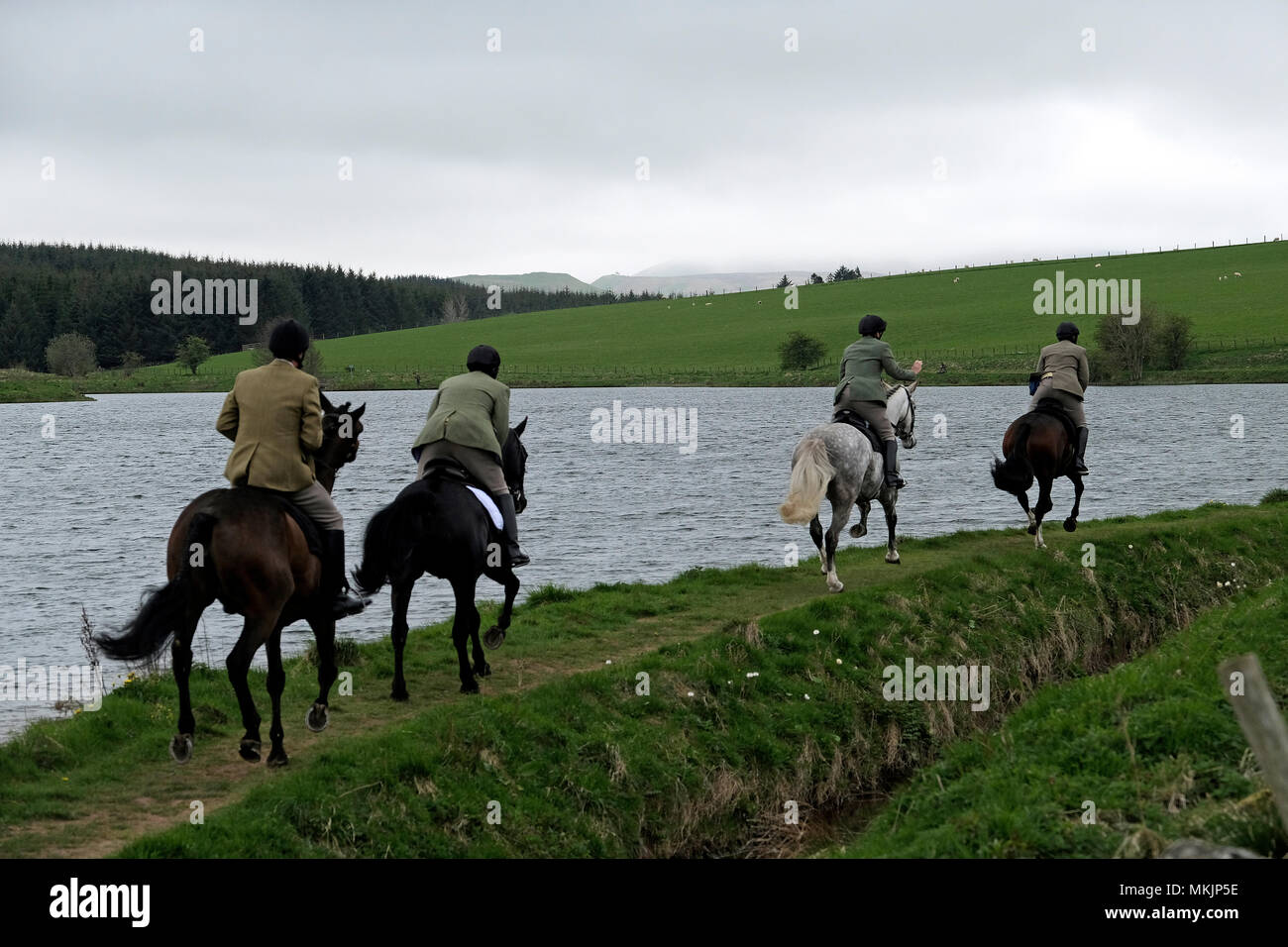 Common at forest borders hi-res stock photography and images - Alamy