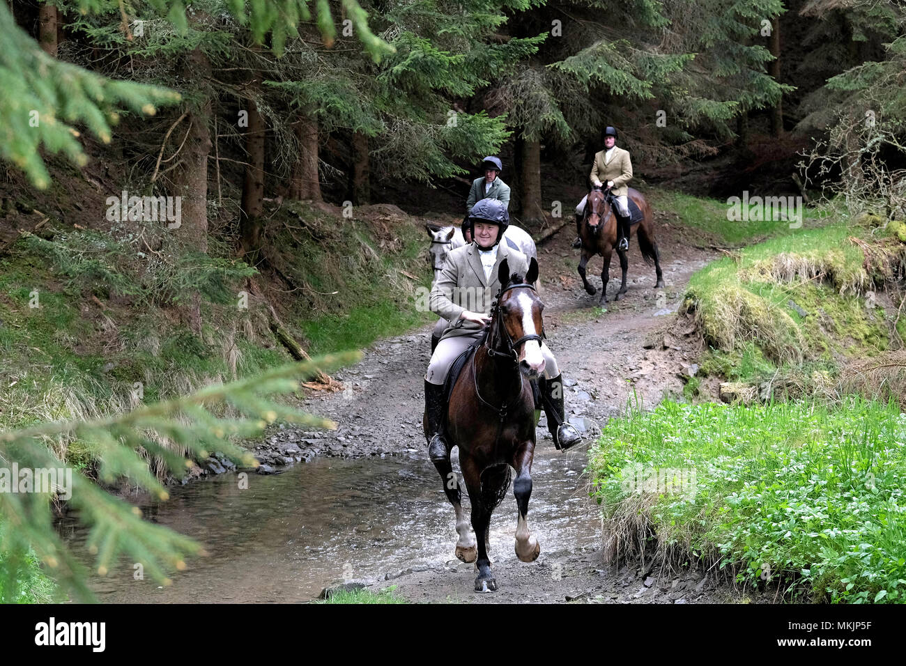 Common at forest borders hi-res stock photography and images - Alamy