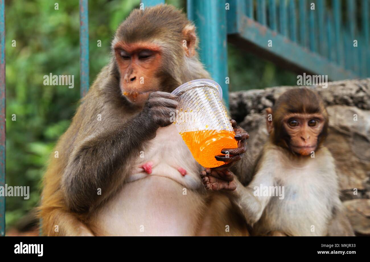 What a monkey heat hi-res stock photography and images - Alamy