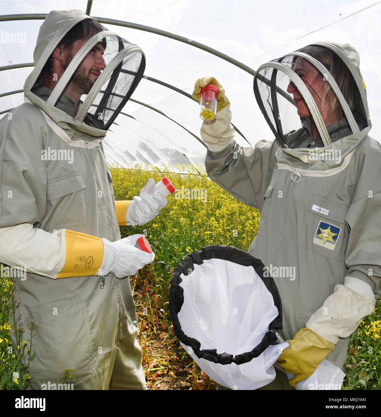 Laboratory researching bees hi-res stock photography and images - Alamy