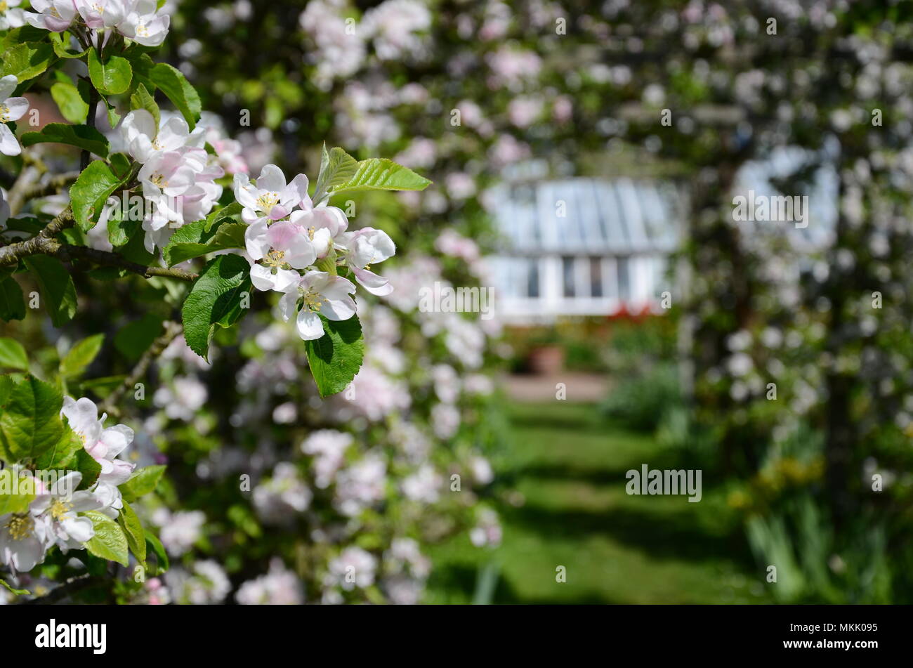 Blossom on apple trees 'Lord Lambourn' in pergola at gardens of Gunby ...