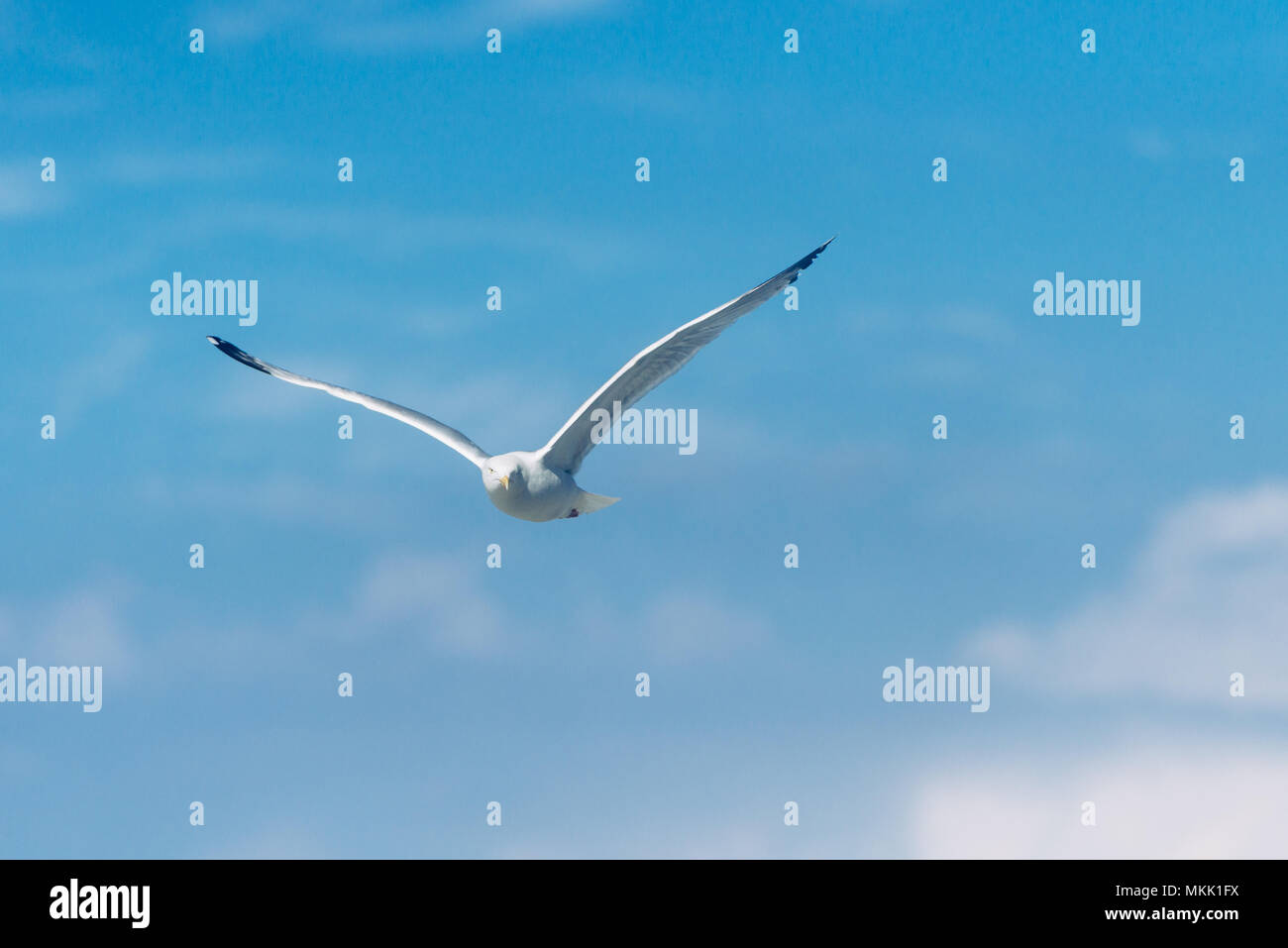 Migrating seagull hi-res stock photography and images - Alamy