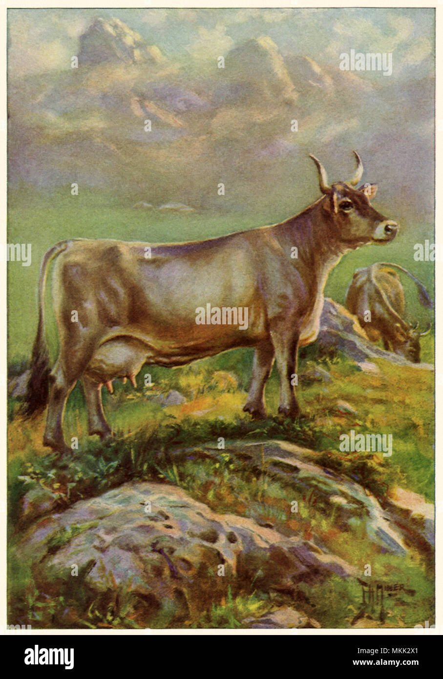 Brown Swiss Cow Stock Photo - Alamy