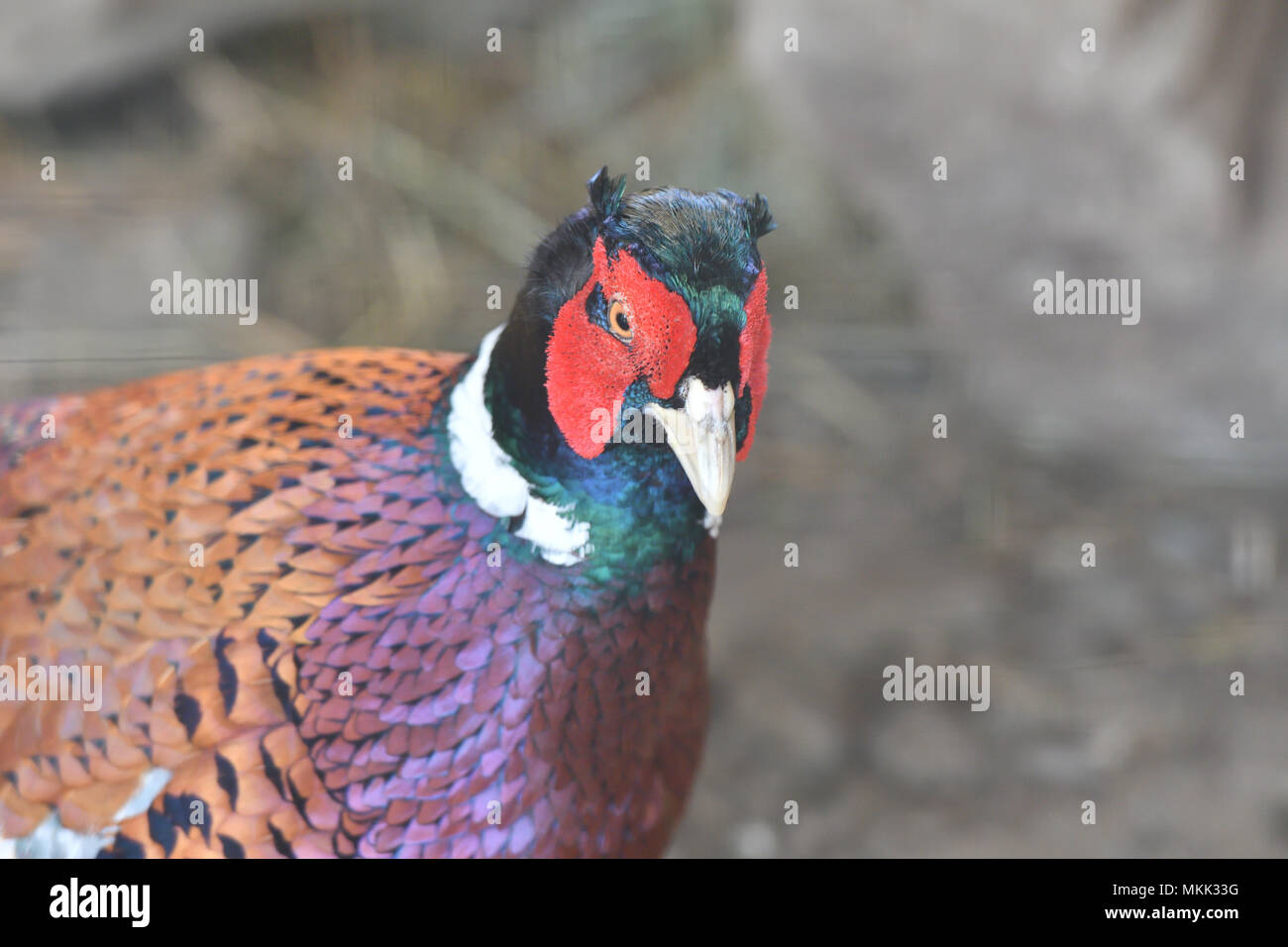 pheasant head and beak macro portrait close up on the farm field Stock ...