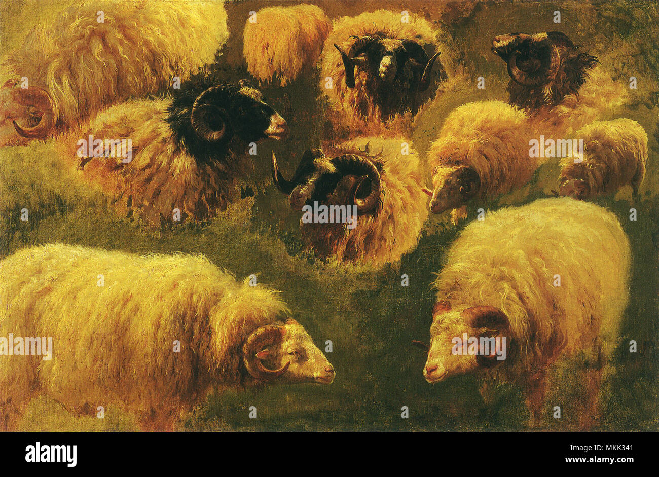 Black and white ram hi-res stock photography and images - Alamy