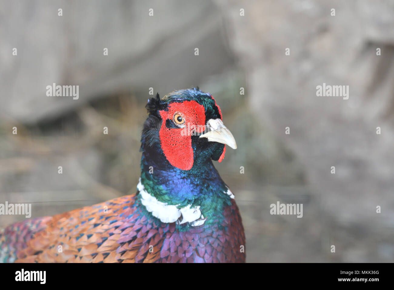 Rooster Pheasant High Resolution Stock Photography and Images - Alamy
