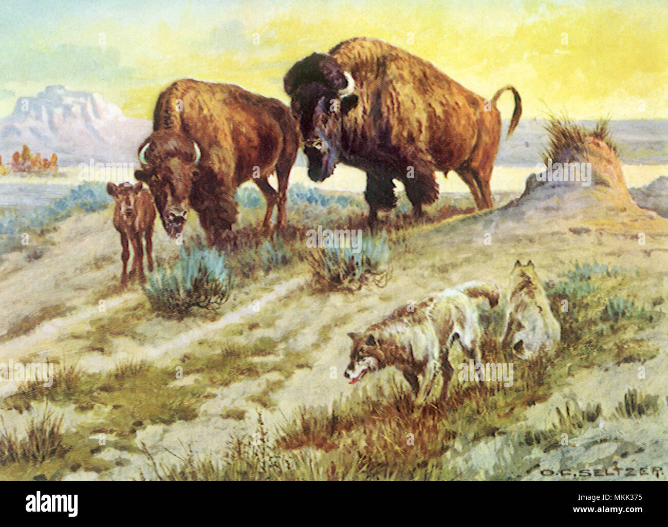 Buffalo pair hi-res stock photography and images - Alamy