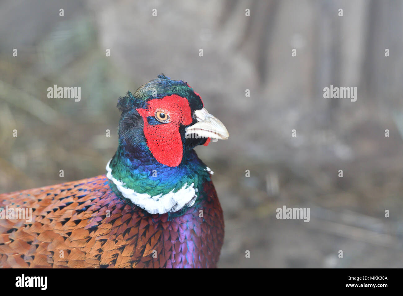 Rooster Pheasant High Resolution Stock Photography and Images - Alamy