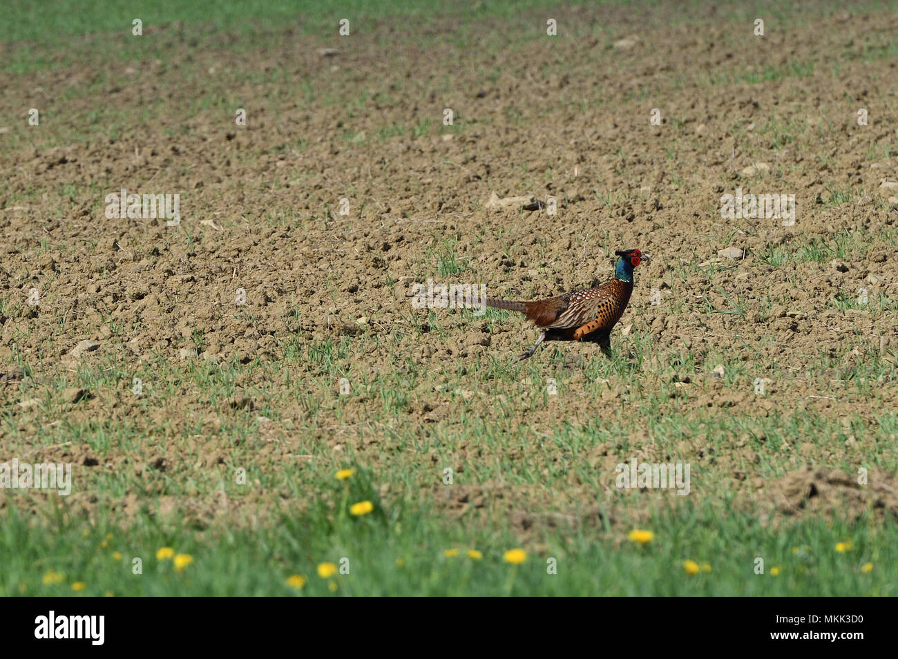 pheasant head and beak macro portrait close up on the farm field Stock ...