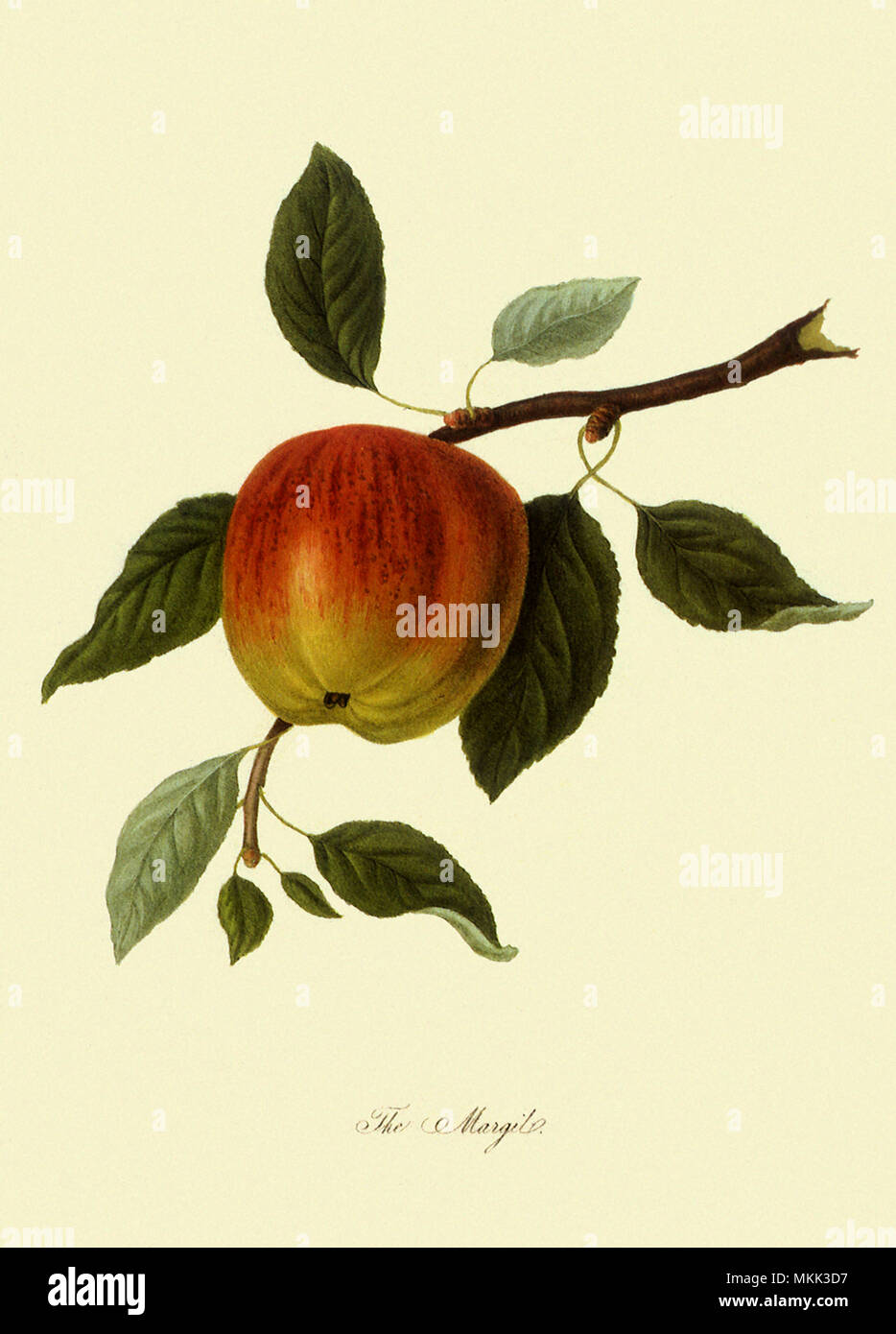 Margil apple hi-res stock photography and images - Alamy