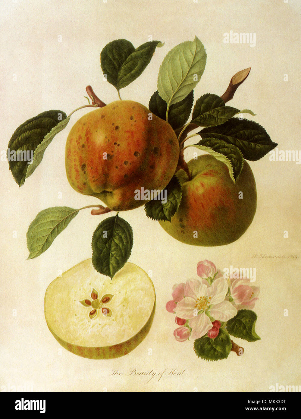 Beauty of kent apple hi-res stock photography and images - Alamy