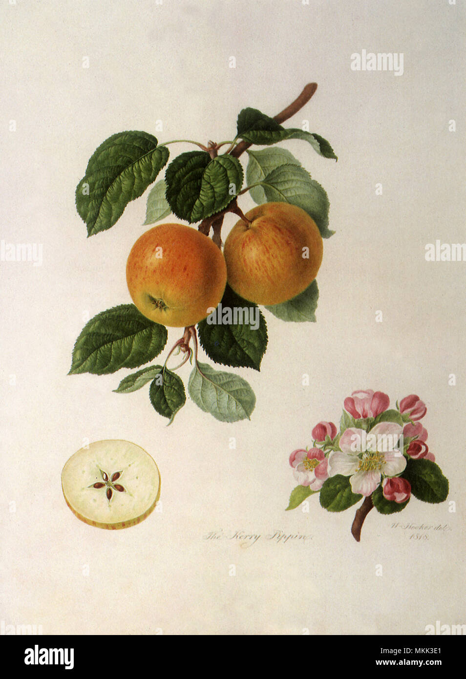 Apple kerry pippin hi-res stock photography and images - Alamy