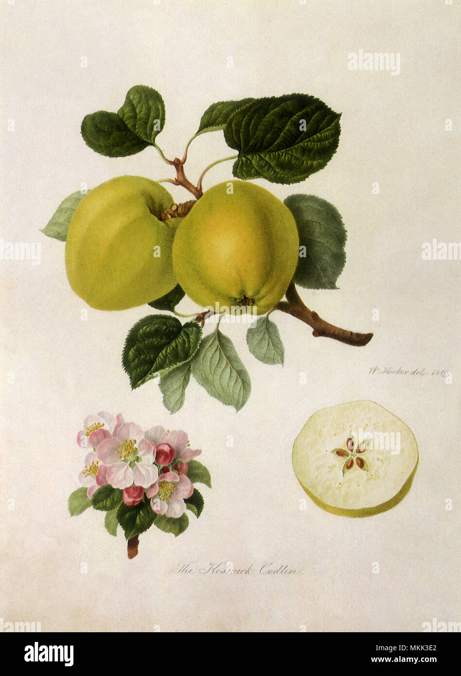 Codlin hi-res stock photography and images - Alamy