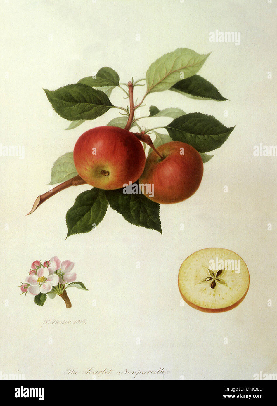 Scarlet Nonpareil Apples Stock Photo - Alamy