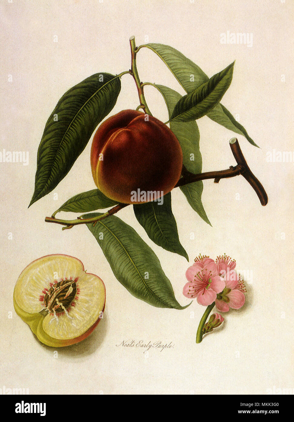 Neal's Early Purple Peaches Stock Photo - Alamy