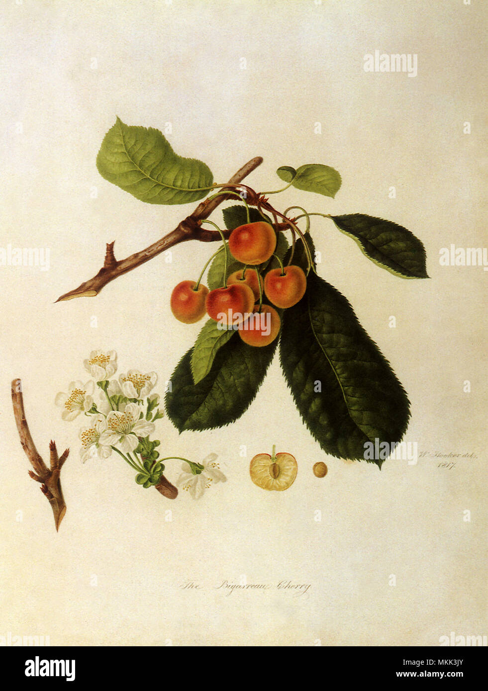 Bigarreau High Resolution Stock Photography and Images - Alamy