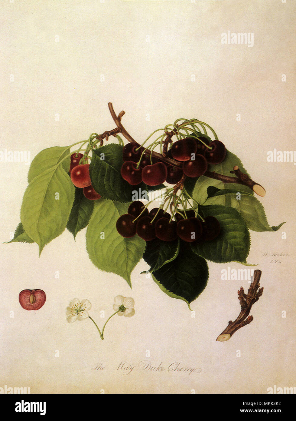 May Duke Cherries Stock Photo - Alamy
