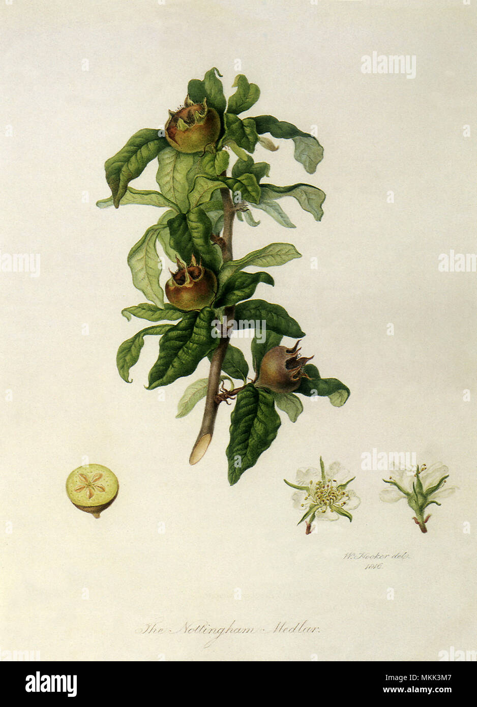 Mespilus germanica ‘nottingham’ hi-res stock photography and images - Alamy