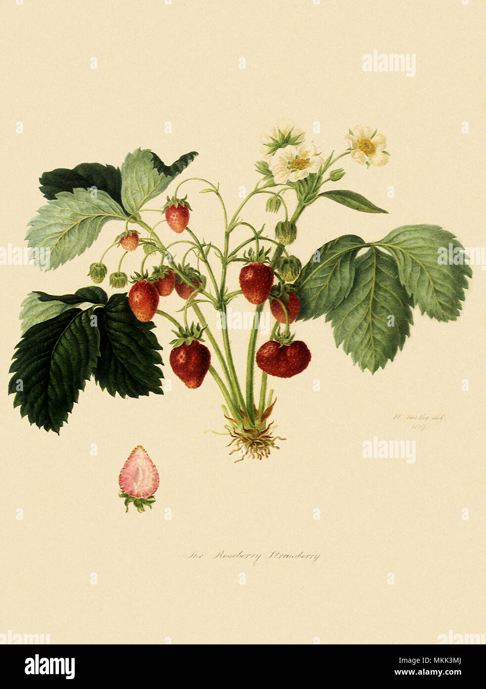 Roseberry hi-res stock photography and images - Alamy