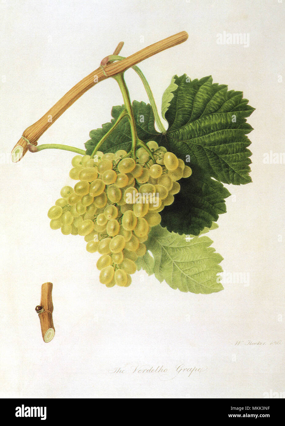 Verdelho hi-res stock photography and images - Alamy