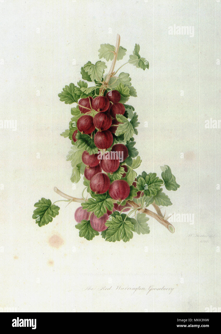 Grossularia gooseberry hi-res stock photography and images - Alamy