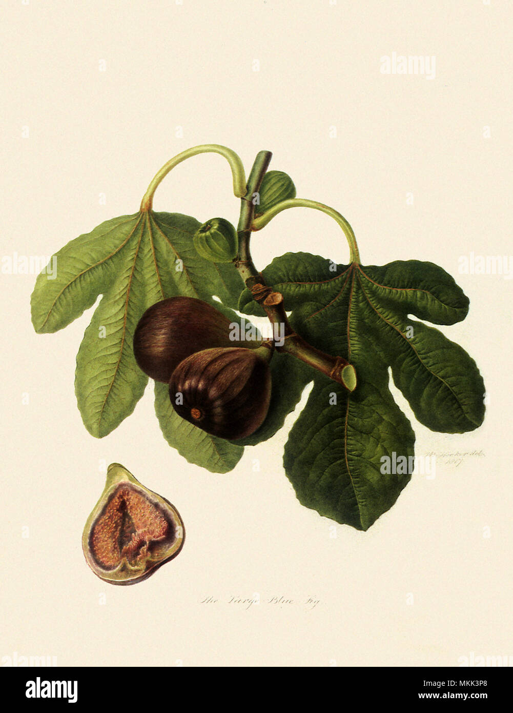 Fig fig hi-res stock photography and images - Alamy