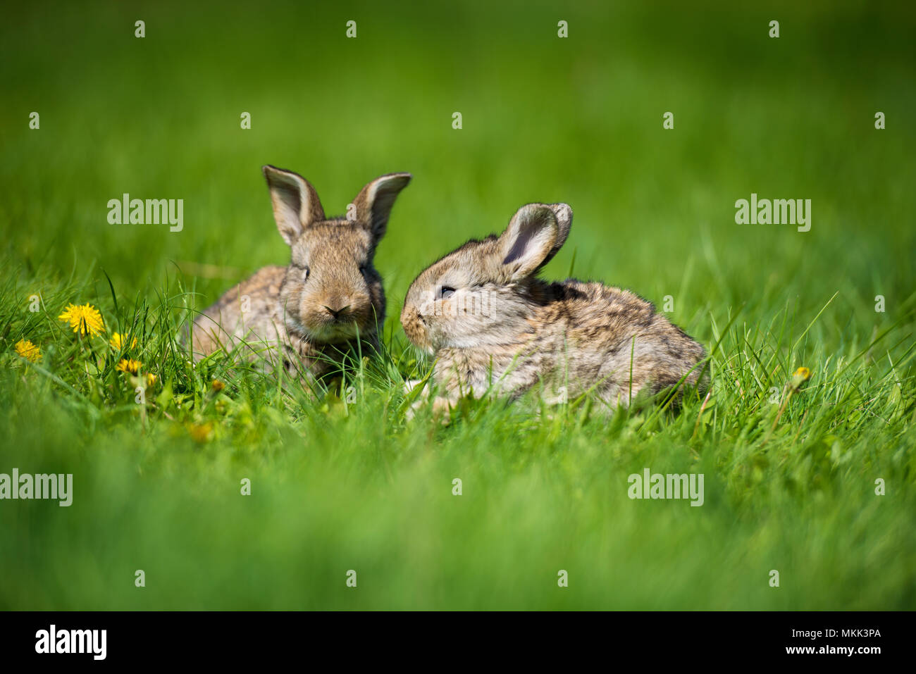 Cute rabbit with flower dandelion sitting in grass. Animal nature ...